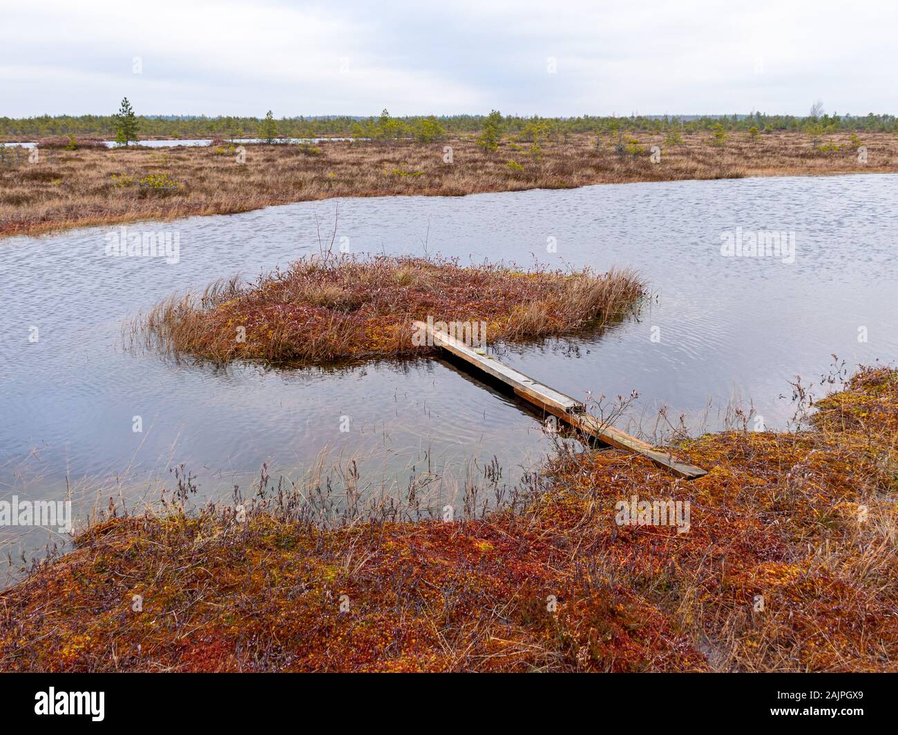 bog landscape, bog plants and trees of different colors Stock Photo - Alamy