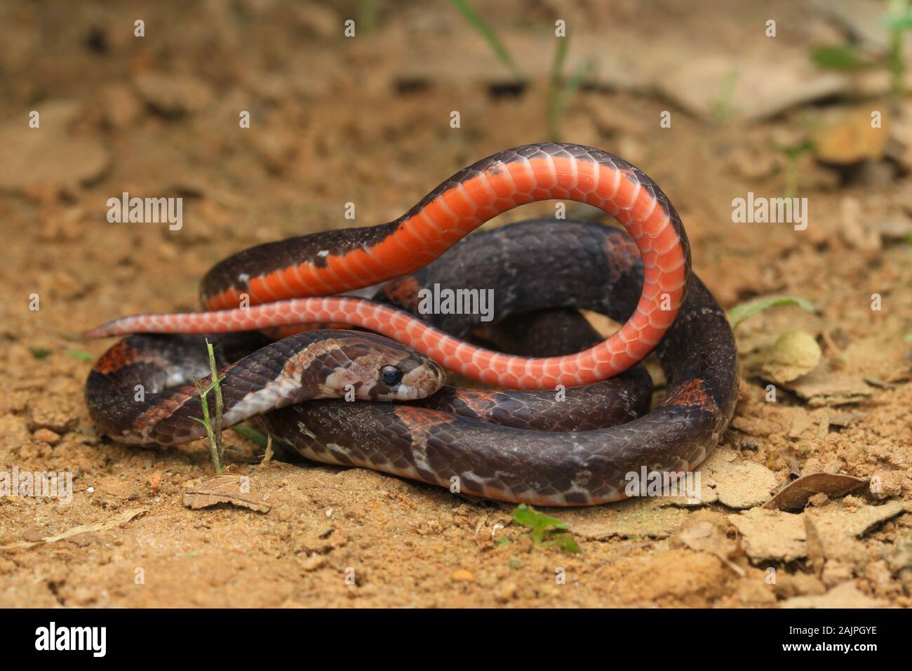 Kukri Snakes Of Malaysia Hi-res Stock Photography And, 45% OFF