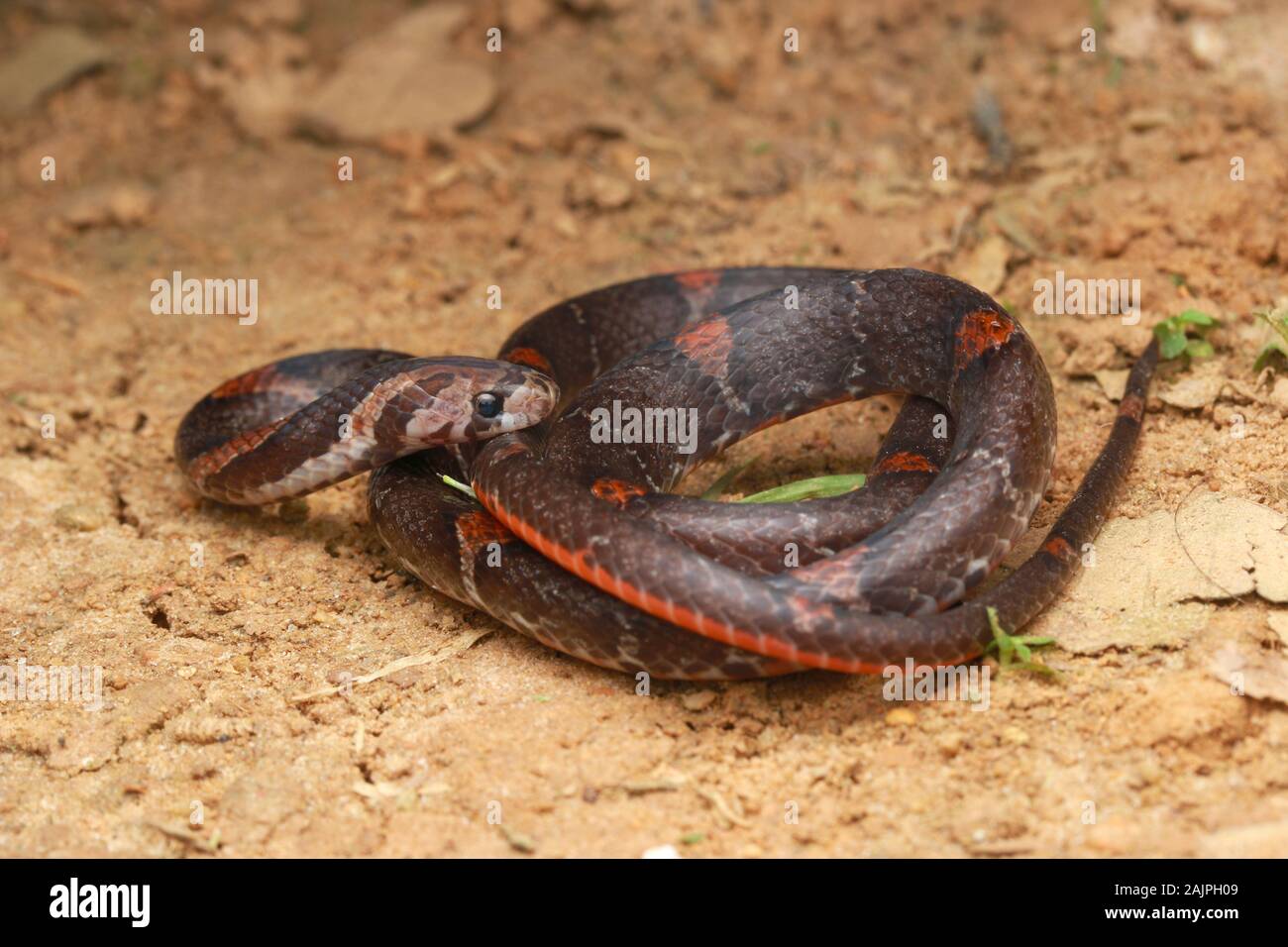 Kukri Snakes Of Malaysia Hi-res Stock Photography And, 45% OFF