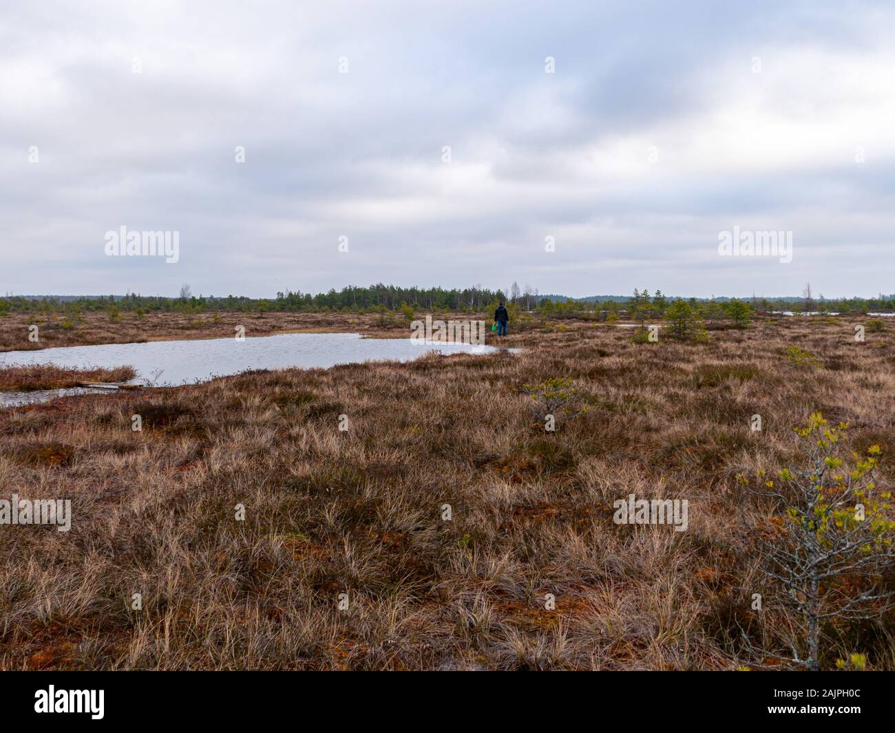 gloomy swamp landscape, grass, colorful moss and swamp pines, swamp ...