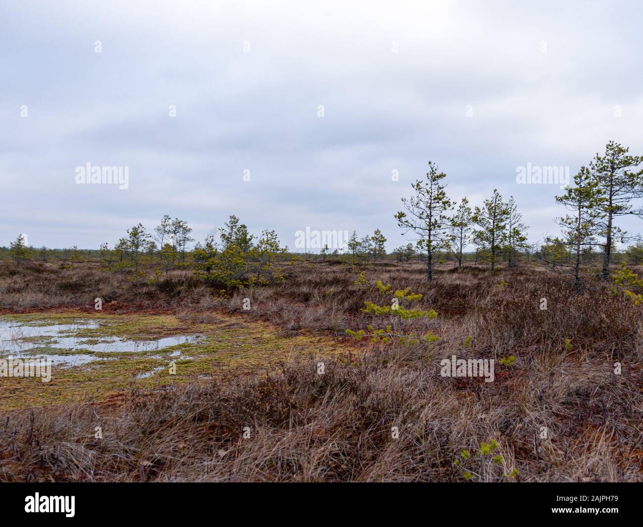 gloomy swamp landscape, grass, colorful moss and swamp pines, swamp ...