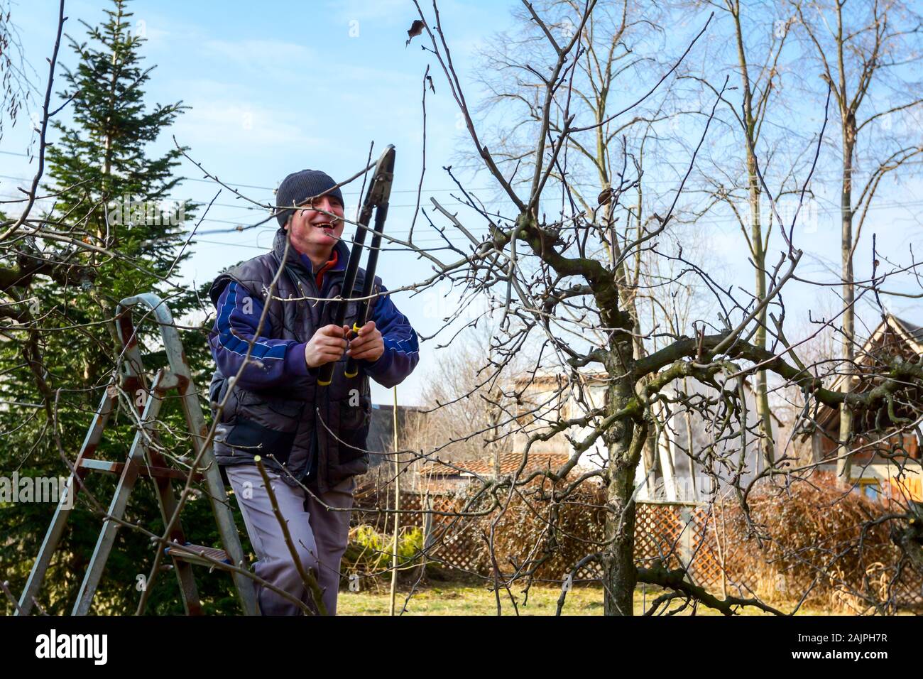 Farmer is pruning branches of fruit trees in orchard using loppers at ...