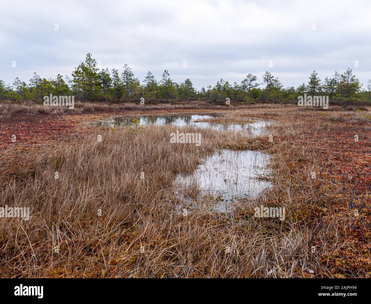 gloomy swamp landscape, grass, colorful moss and swamp pines, swamp ...