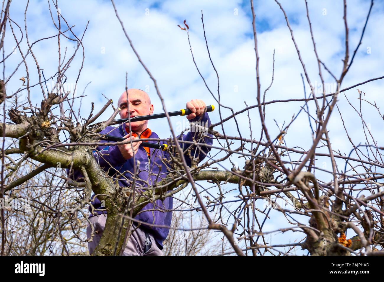 Elderly man, gardener is climbed up in treetop he pruning branches of ...