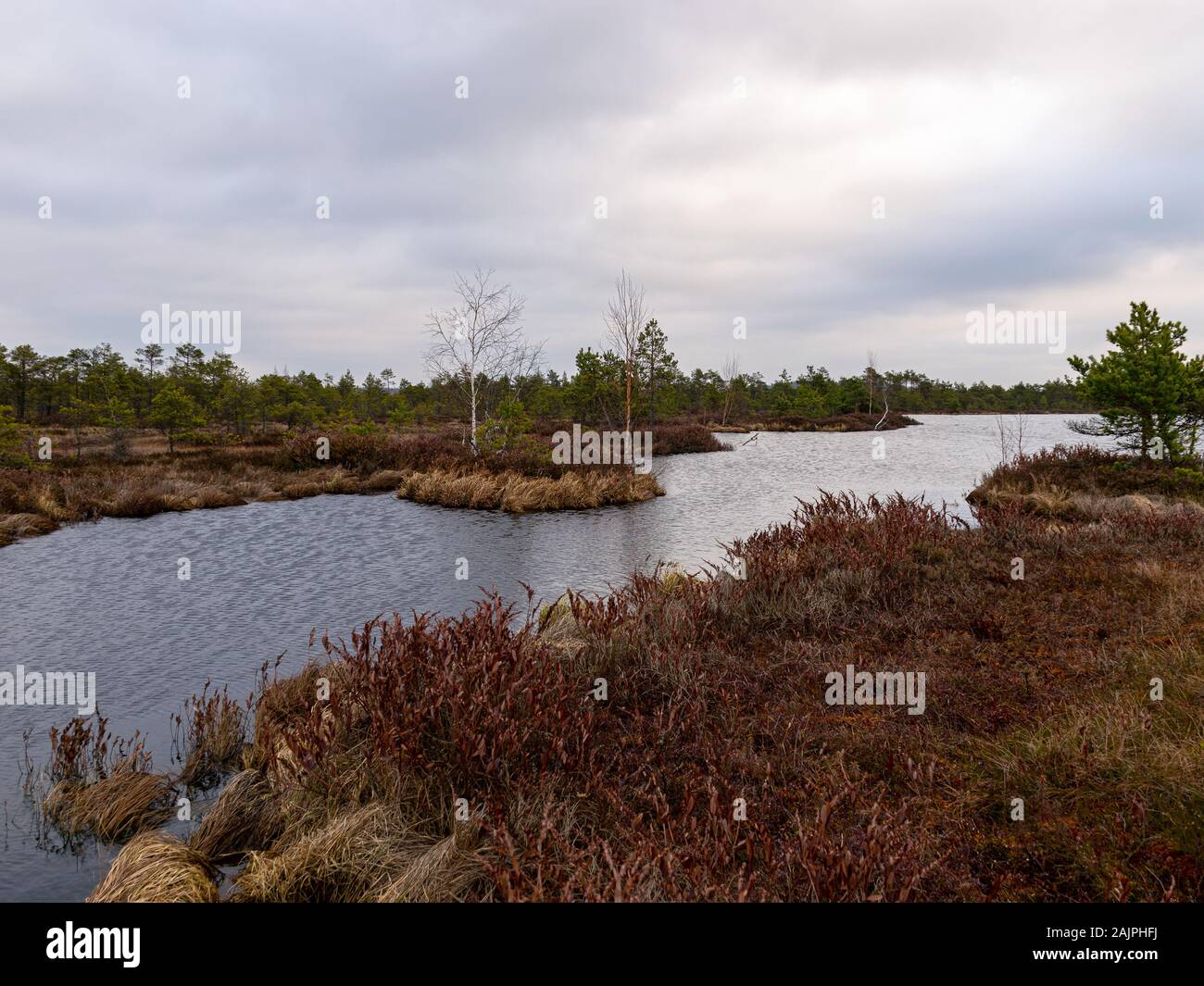 bog landscape with red mosses, small bog pines, small bog lakes and ...