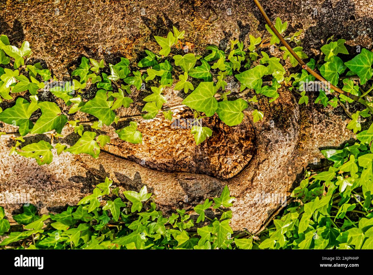 Climbing fig texture hi-res stock photography and images - Alamy
