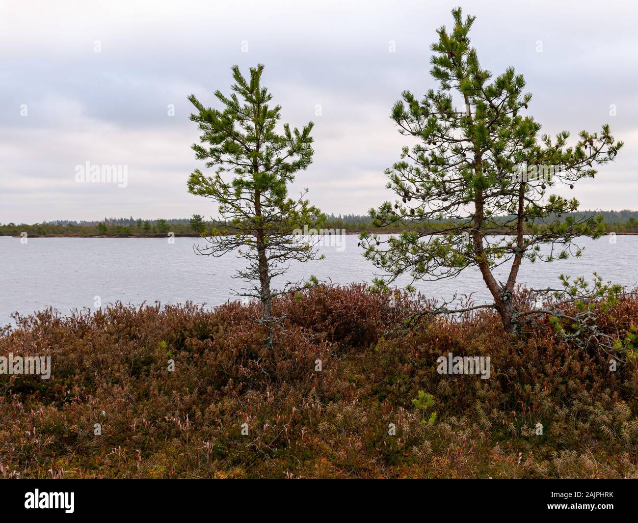 bog landscape with red mosses, small bog pines, small bog lakes and ...