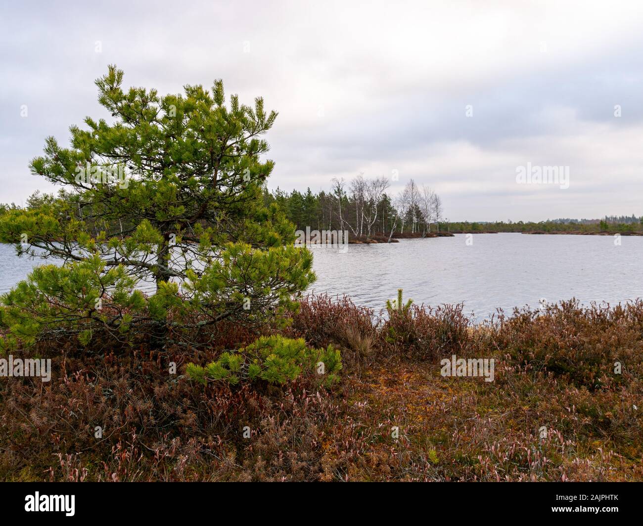 bog landscape with red mosses, small bog pines, small bog lakes and ...