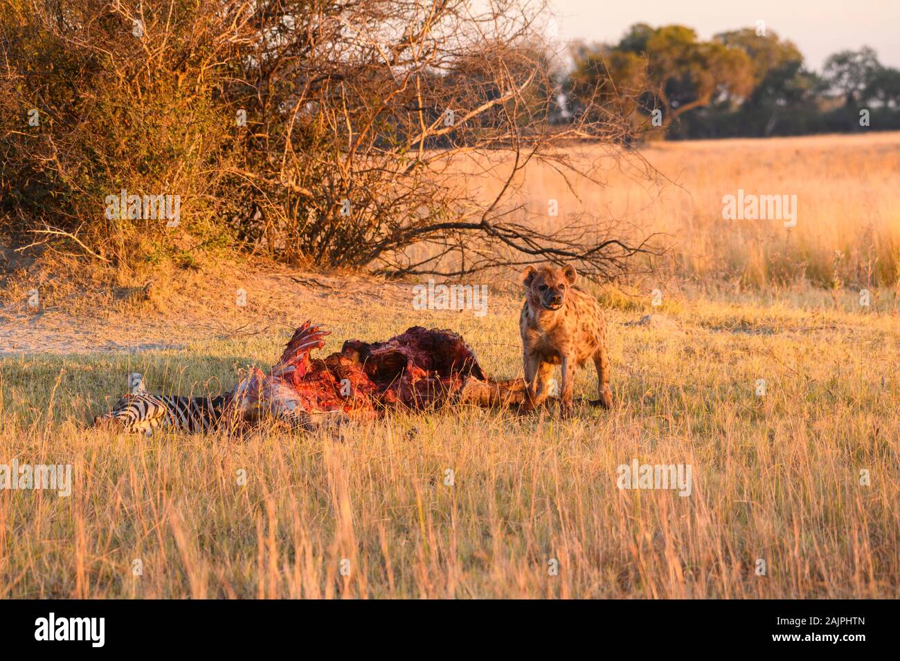 Hyena kill hi-res stock photography and images - Alamy