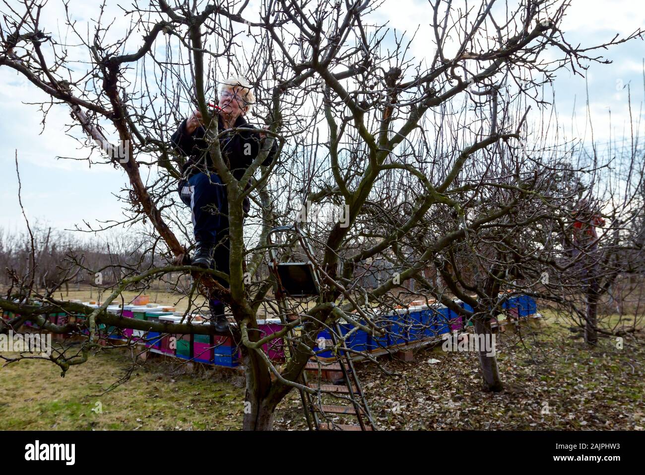 Older woman pruning a tree hi-res stock photography and images - Alamy