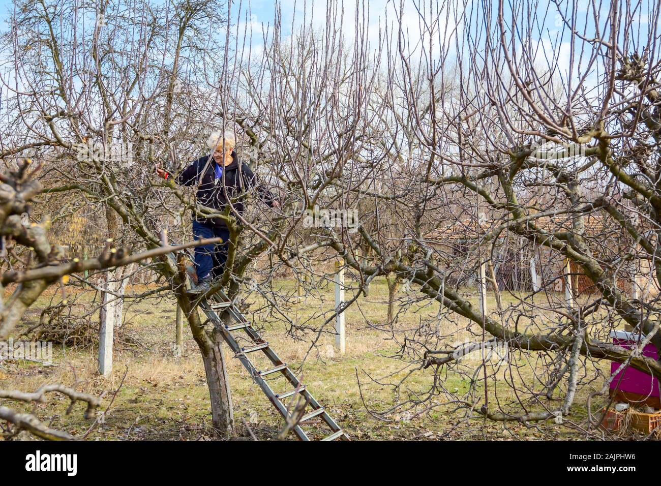 Older woman pruning a tree hi-res stock photography and images - Alamy