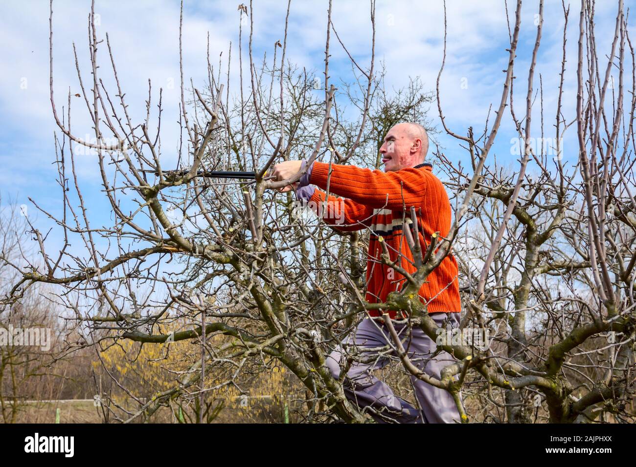 Elderly man, gardener is climbed up in treetop he pruning branches of ...