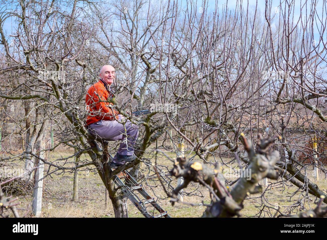 Elderly man, gardener is climbed up in treetop he pruning branches of ...
