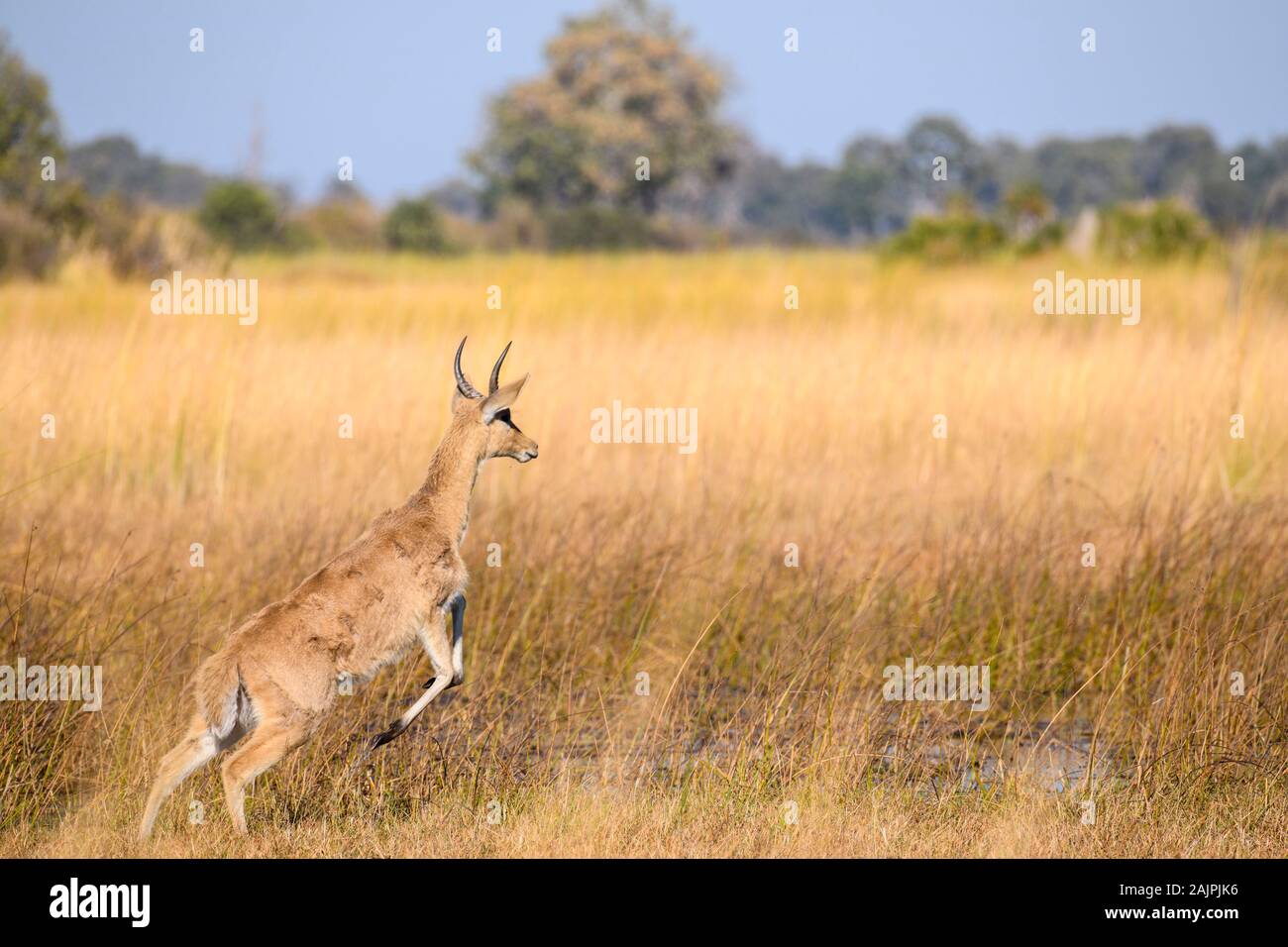 Male Common Reedbuck, Redunca arundinum, leaping, Bushman Plains ...