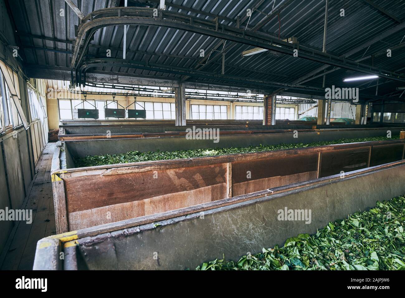 Drying of tea leaves. Production process inside tea factory, Sri Lanka ...