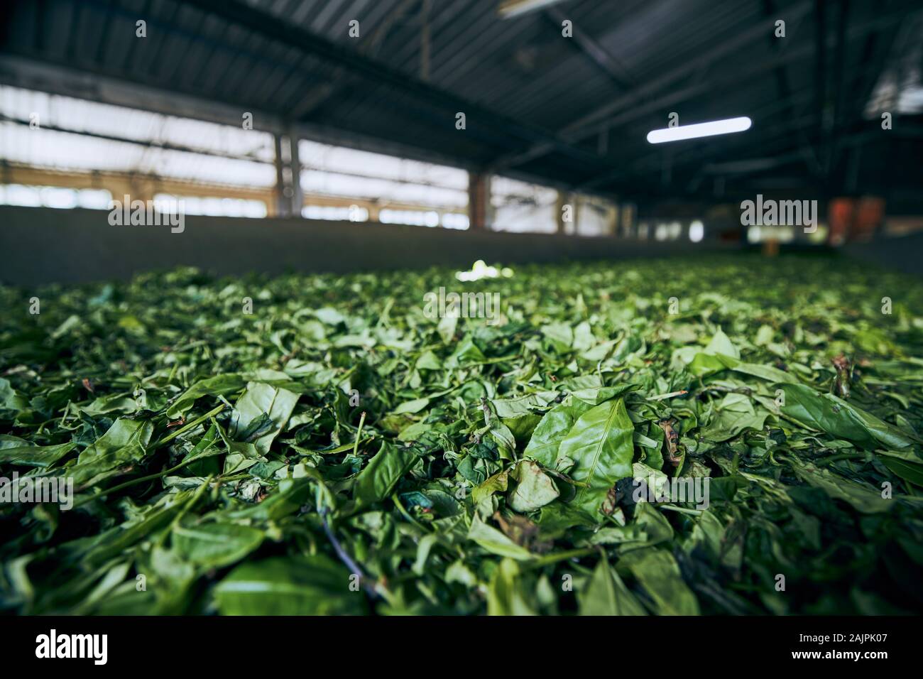 Drying of tea leaves. Production process inside tea factory, Sri Lanka ...