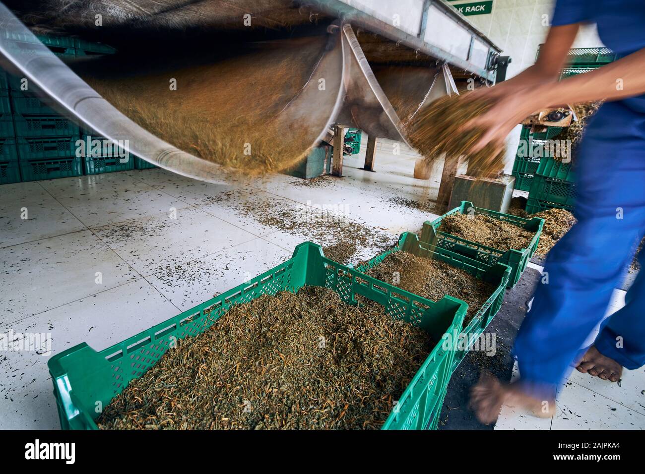 Worker holding dried tea leaves in hands. Production line inside tea ...