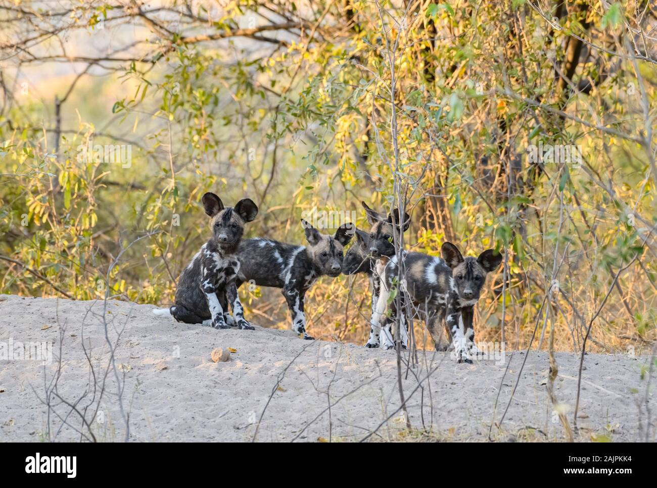 African wild dog puppies at their den, Lycaon pictus, Bushman Plains ...