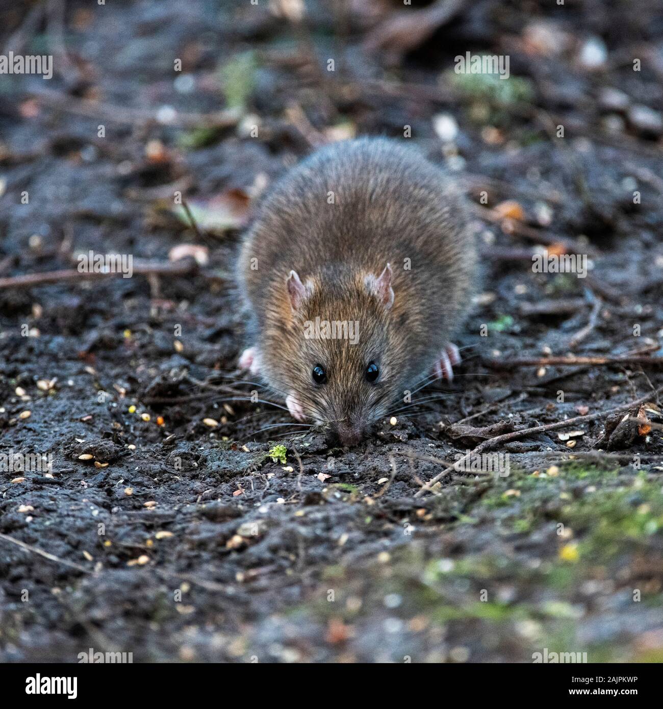 Brown rat feeding hi-res stock photography and images - Alamy