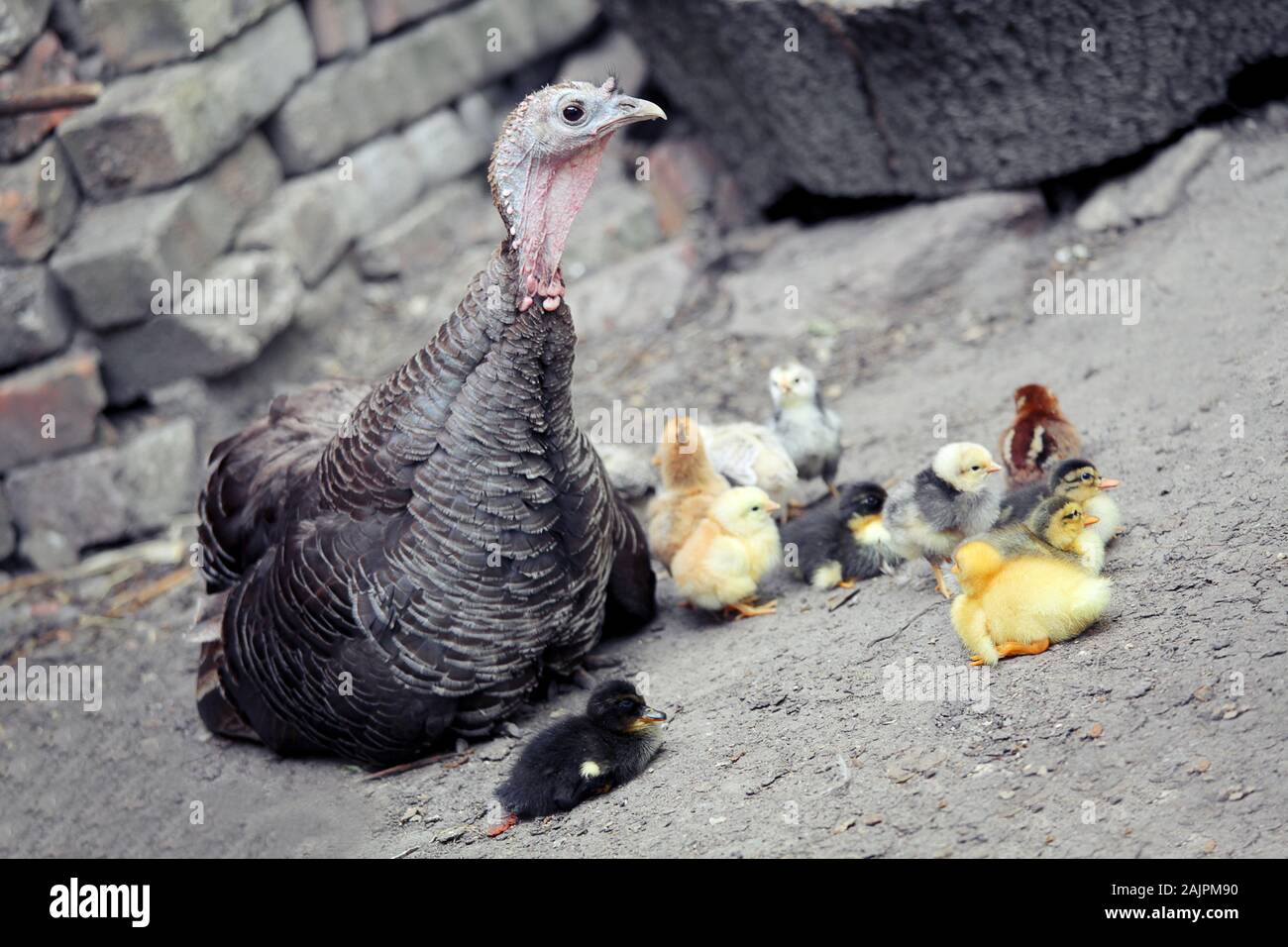 Turkey and chickens eat food on the ground together at the poultry farm ...