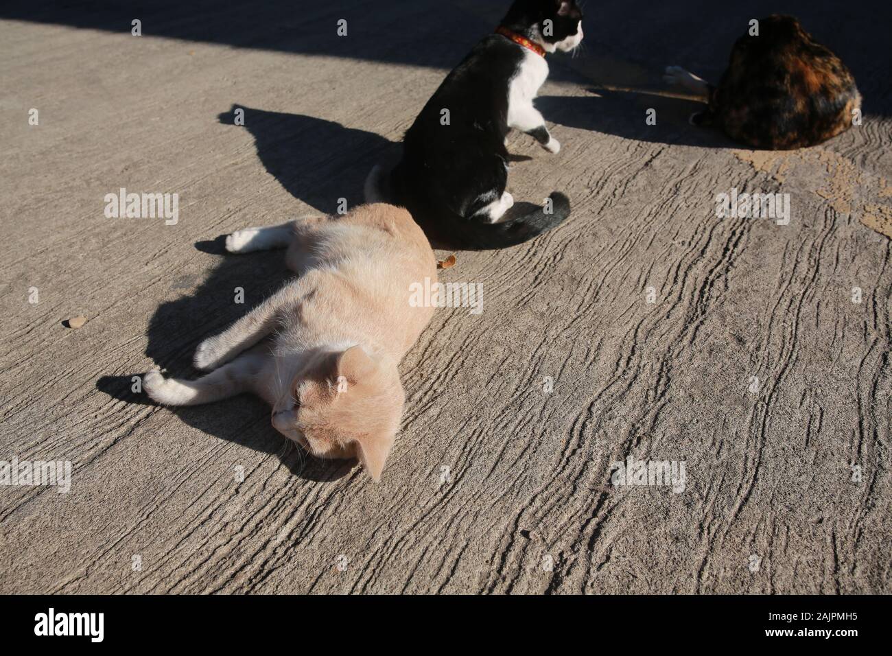 Cat in sun hi-res stock photography and images - Alamy