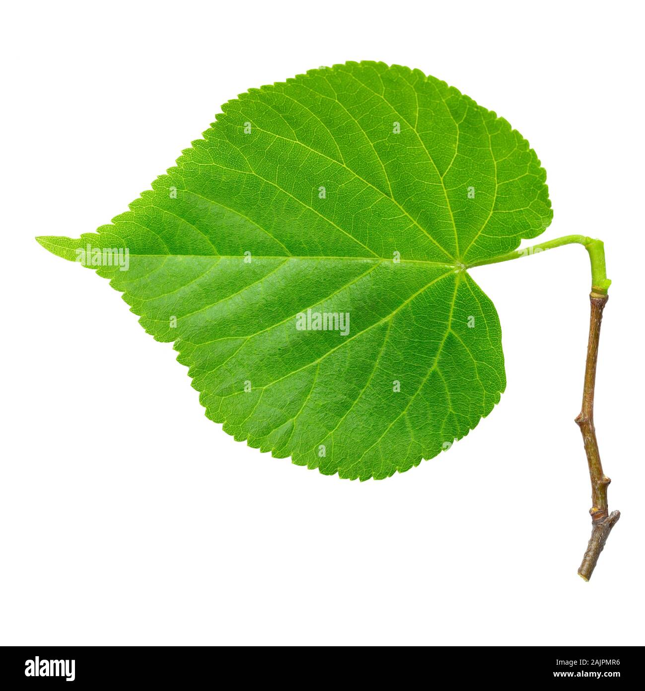 Linden leaf isolated on white. File contains clipping path Stock Photo ...