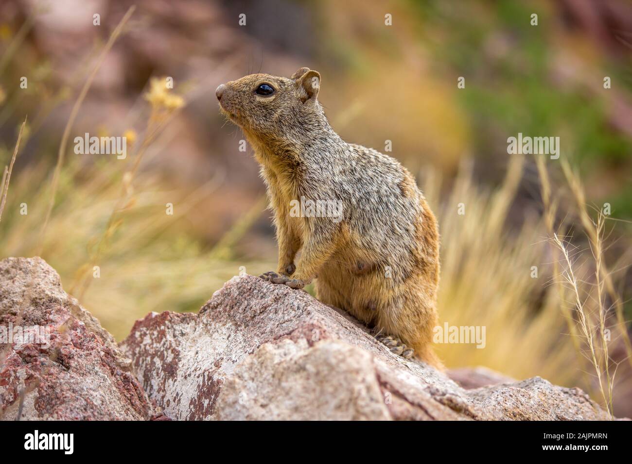 Little sweet squirrel sits on a stone in nature and looks around Stock ...