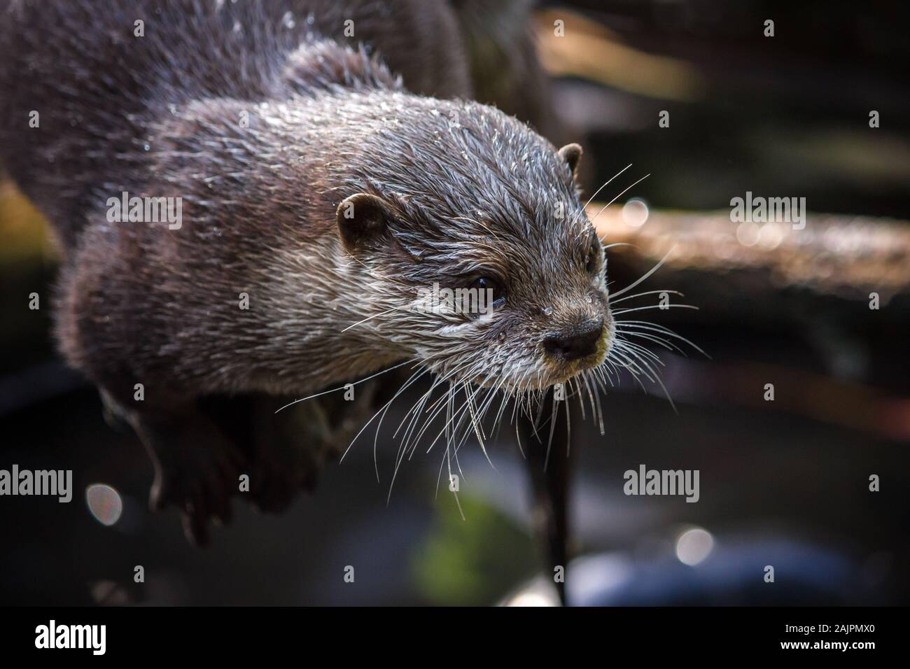 Cute Asian small-clawed otter sitting on a tree trunk by the water ...