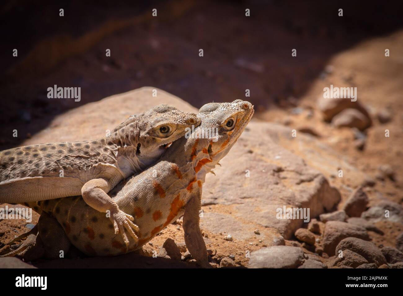 Fighting lizards bite each other in the hot desert Stock Photo - Alamy