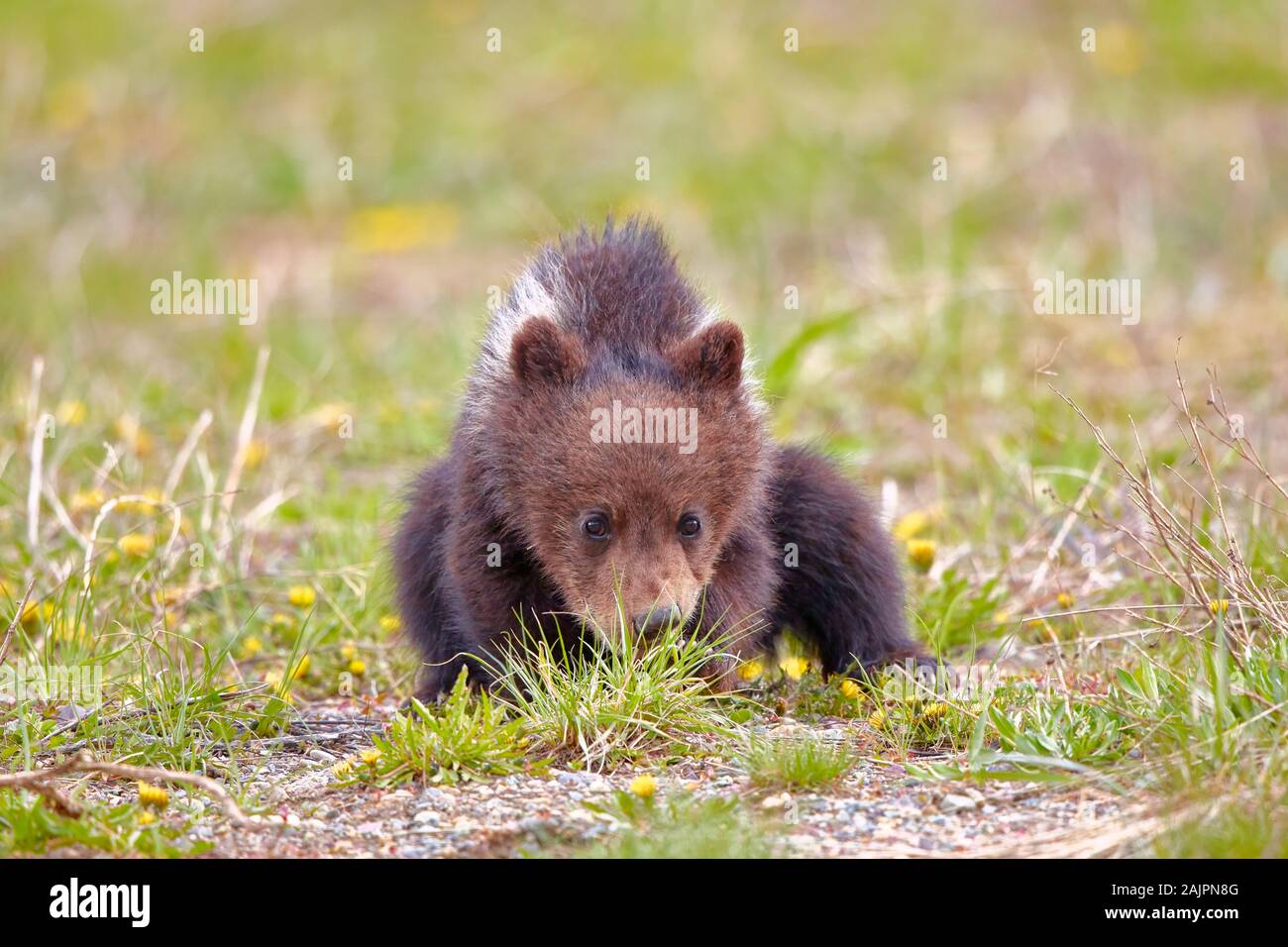Grizzly bear (Ursus arctos) cub playing with flower in Gran Teton ...