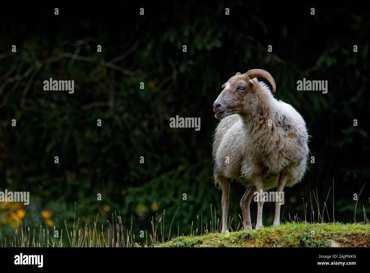 Sheep Stands High Resolution Stock Photography and Images - Alamy
