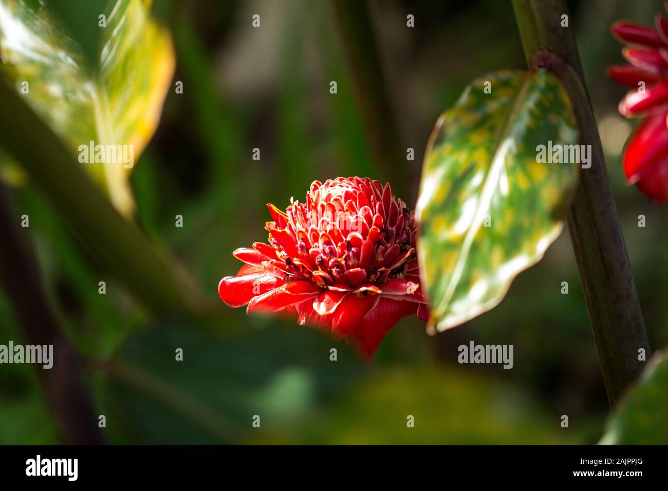 Filipino wachs flower hi-res stock photography and images - Alamy