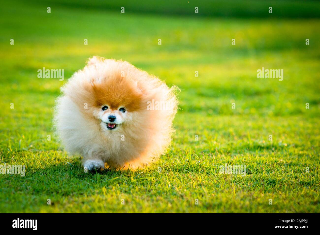 Pomeranian dog running happily in green grass field during sun set Stock Photo - Alamy