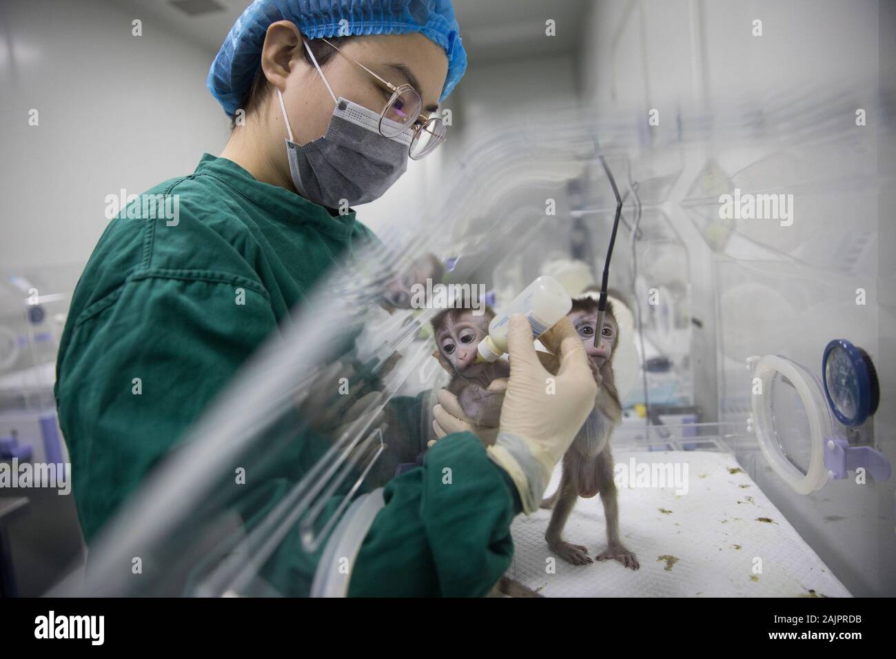 (200105) -- BEIJING, Jan. 5, 2020 (Xinhua) -- A staff member feeds ...