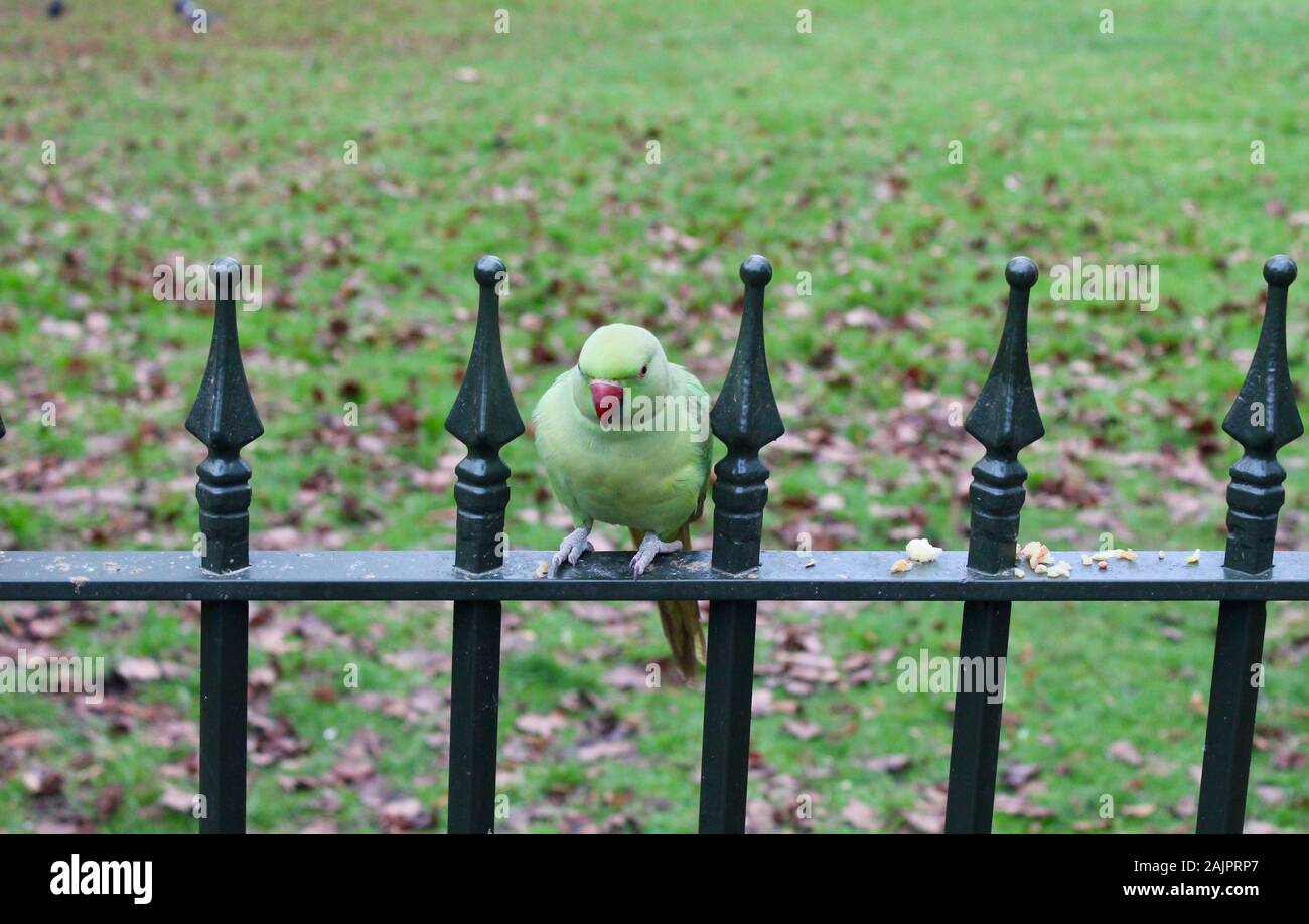 London Parrots Stock Photos & London Parrots Stock Images - Alamy