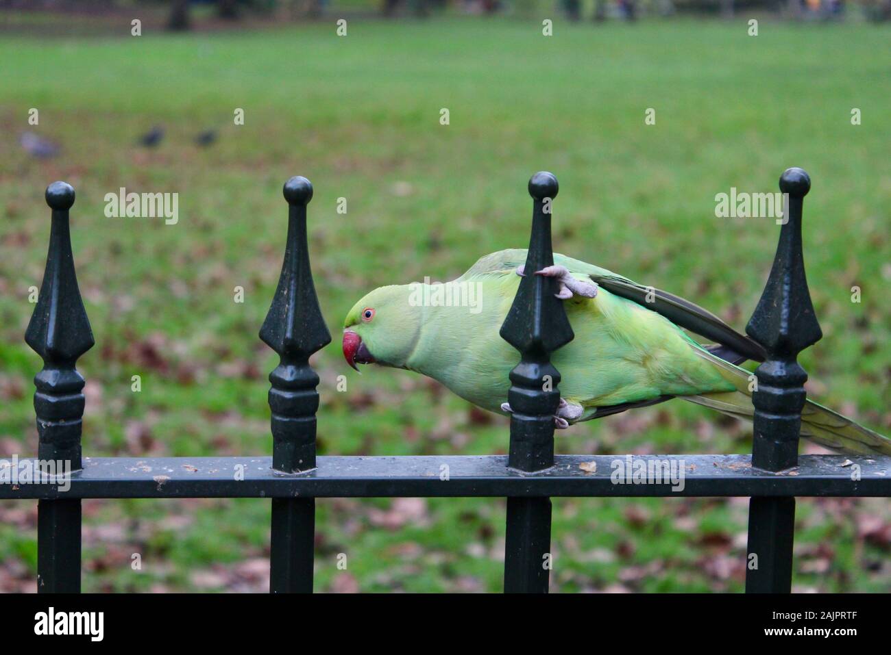 tourists feeding parakeets in hyde park london england uk Stock Photo ...