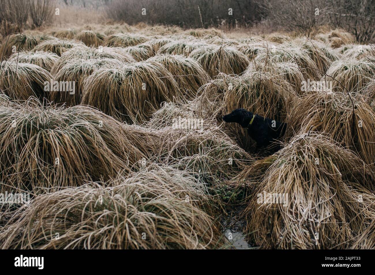 Head hunts hi-res stock photography and images - Alamy