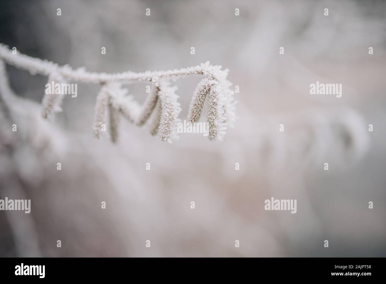 Frozen white grass with object on left side Stock Photo - Alamy
