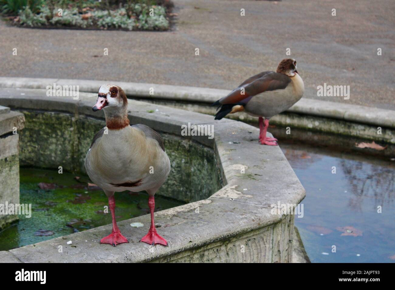 a pair of egyptian geese in hyde park london england UK Stock Photo - Alamy
