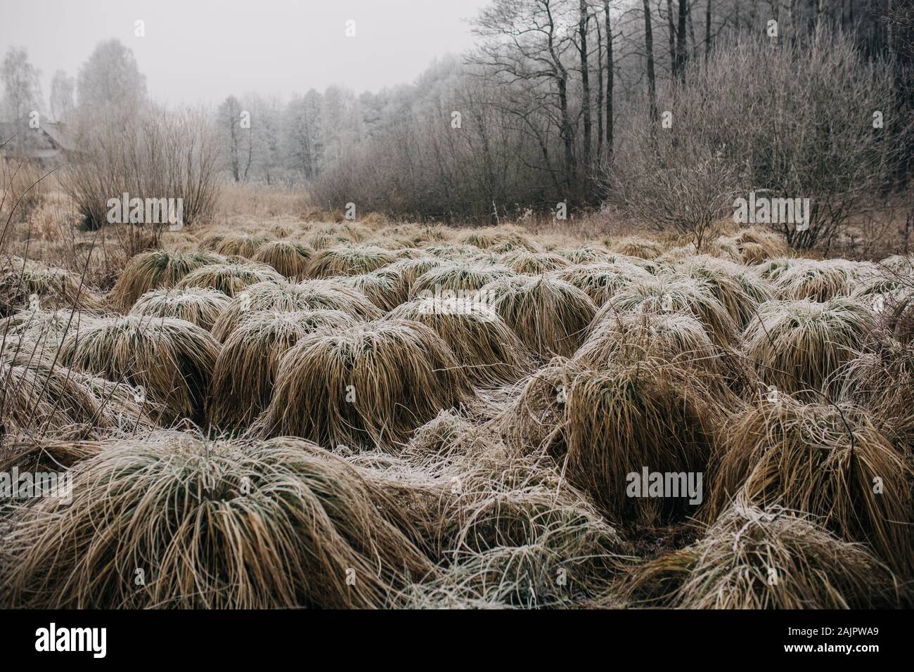 Frozen forest swamp in hi-res stock photography and images - Alamy