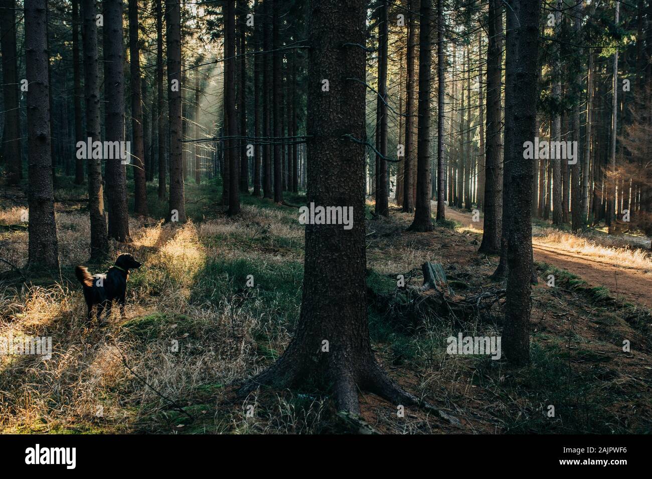 Hunting dog on a hunt in the forest Stock Photo - Alamy