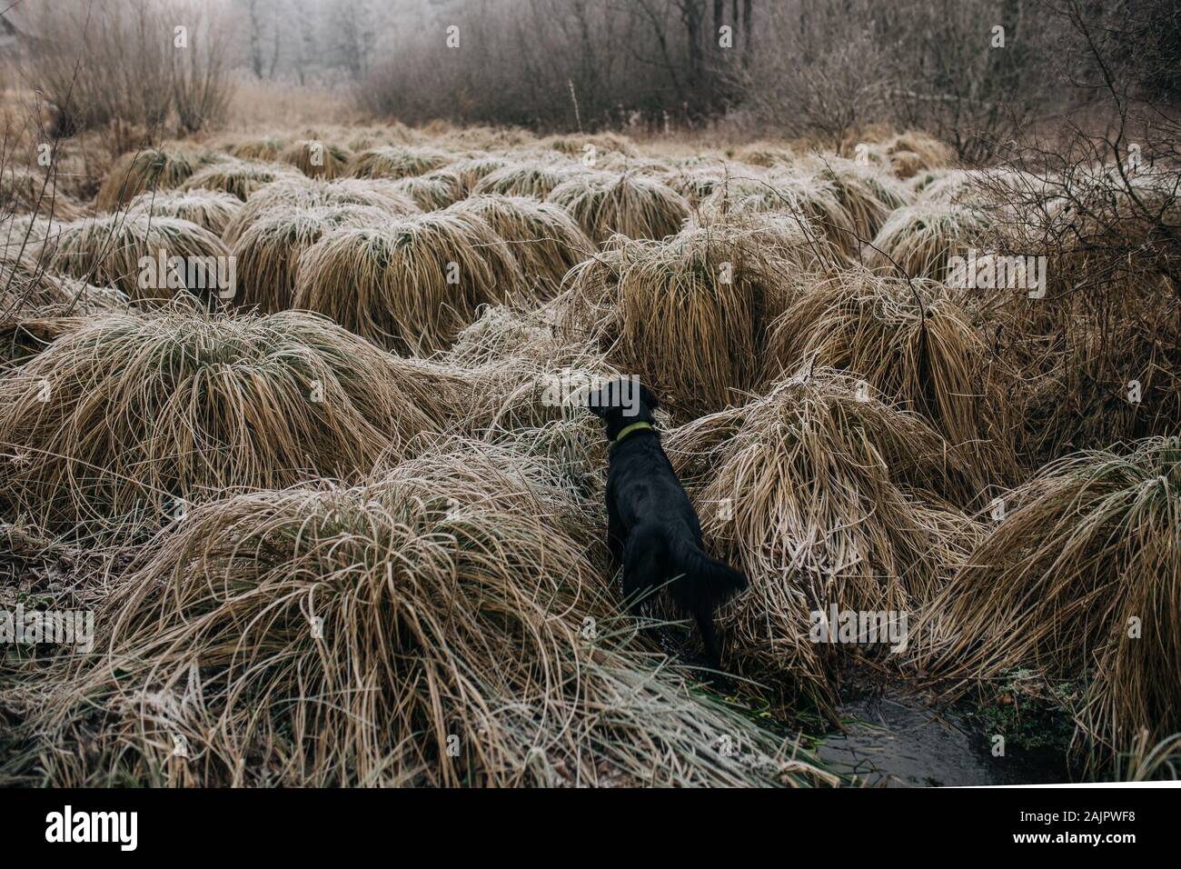 A black dog hunts on a hunt in the tall grass. | Stock Photo - Alamy