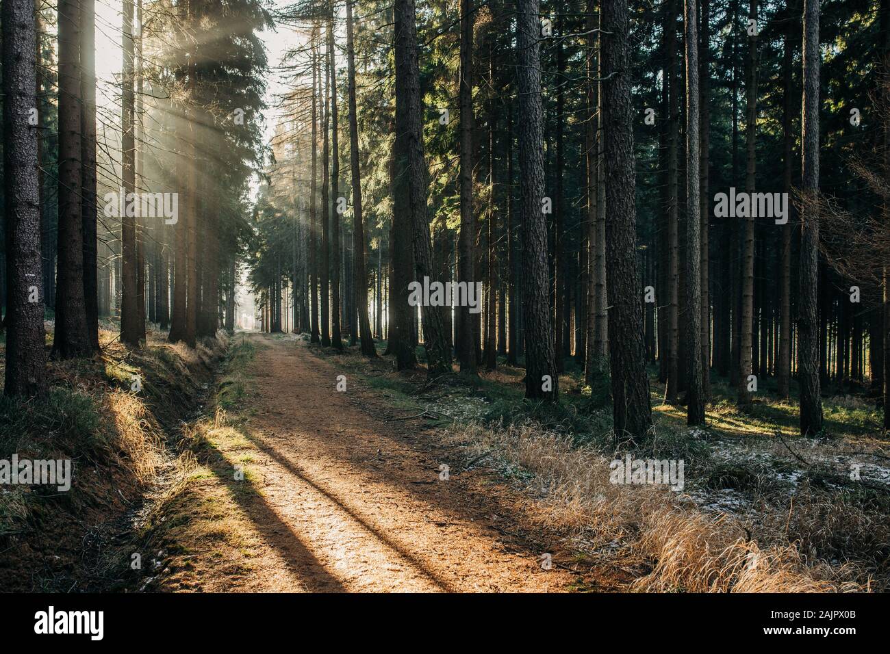 Sun passing through trees hi-res stock photography and images - Alamy