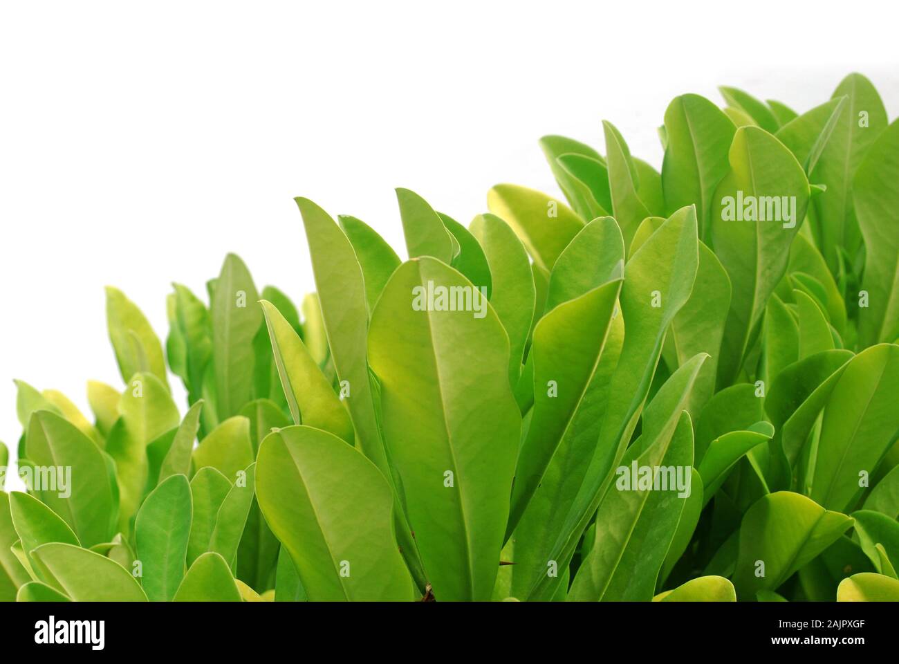 The background of the lush green leaf top Stock Photo - Alamy