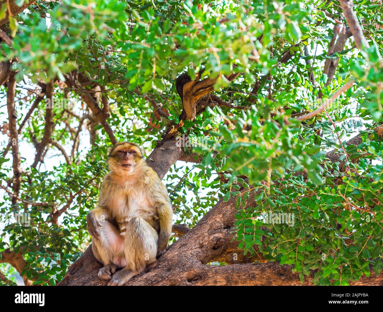 Monkeys sitting on a tree, Ouzoud waterfall, Morocco. With selective ...