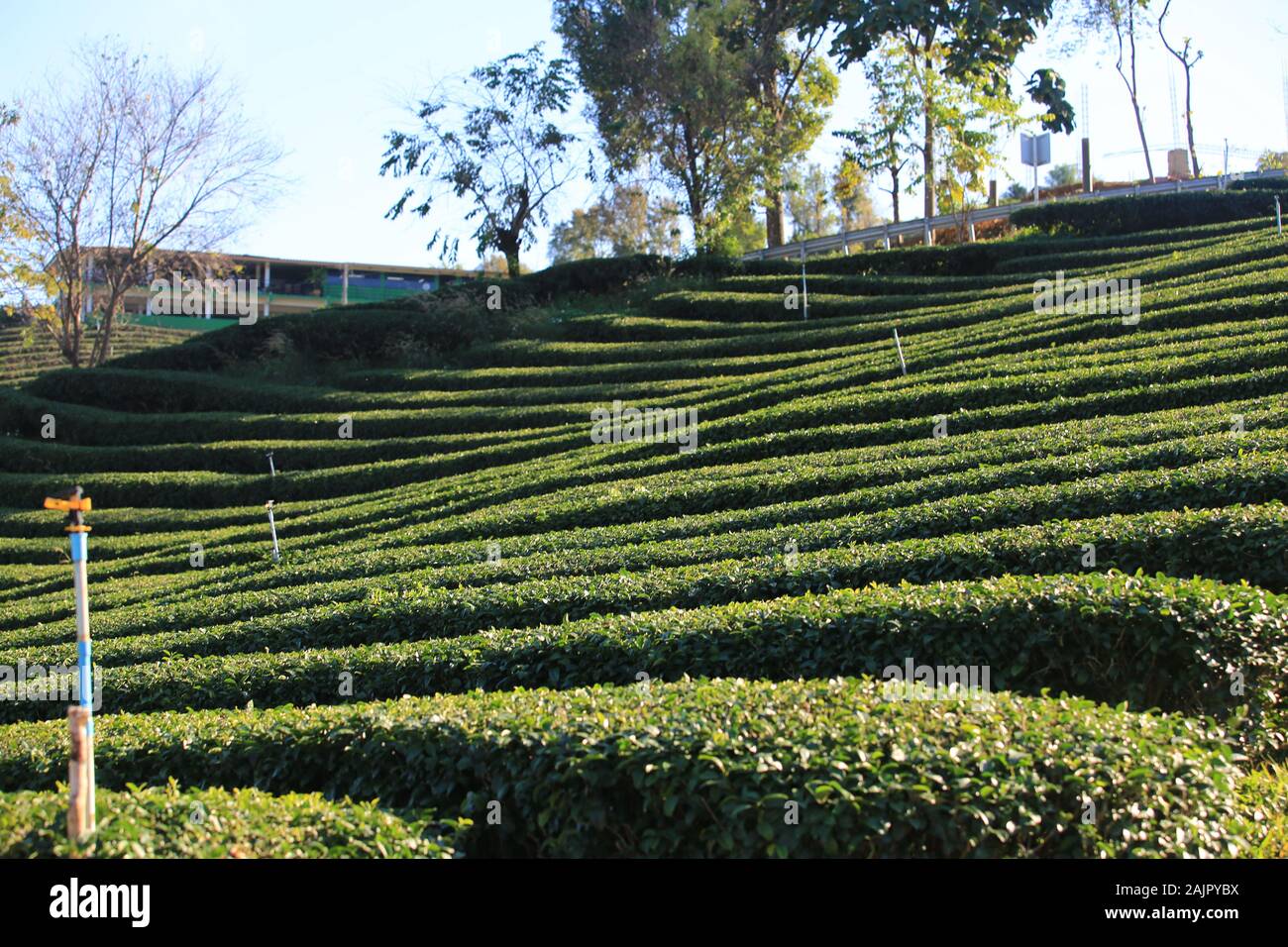 Tea garden area hi-res stock photography and images - Alamy
