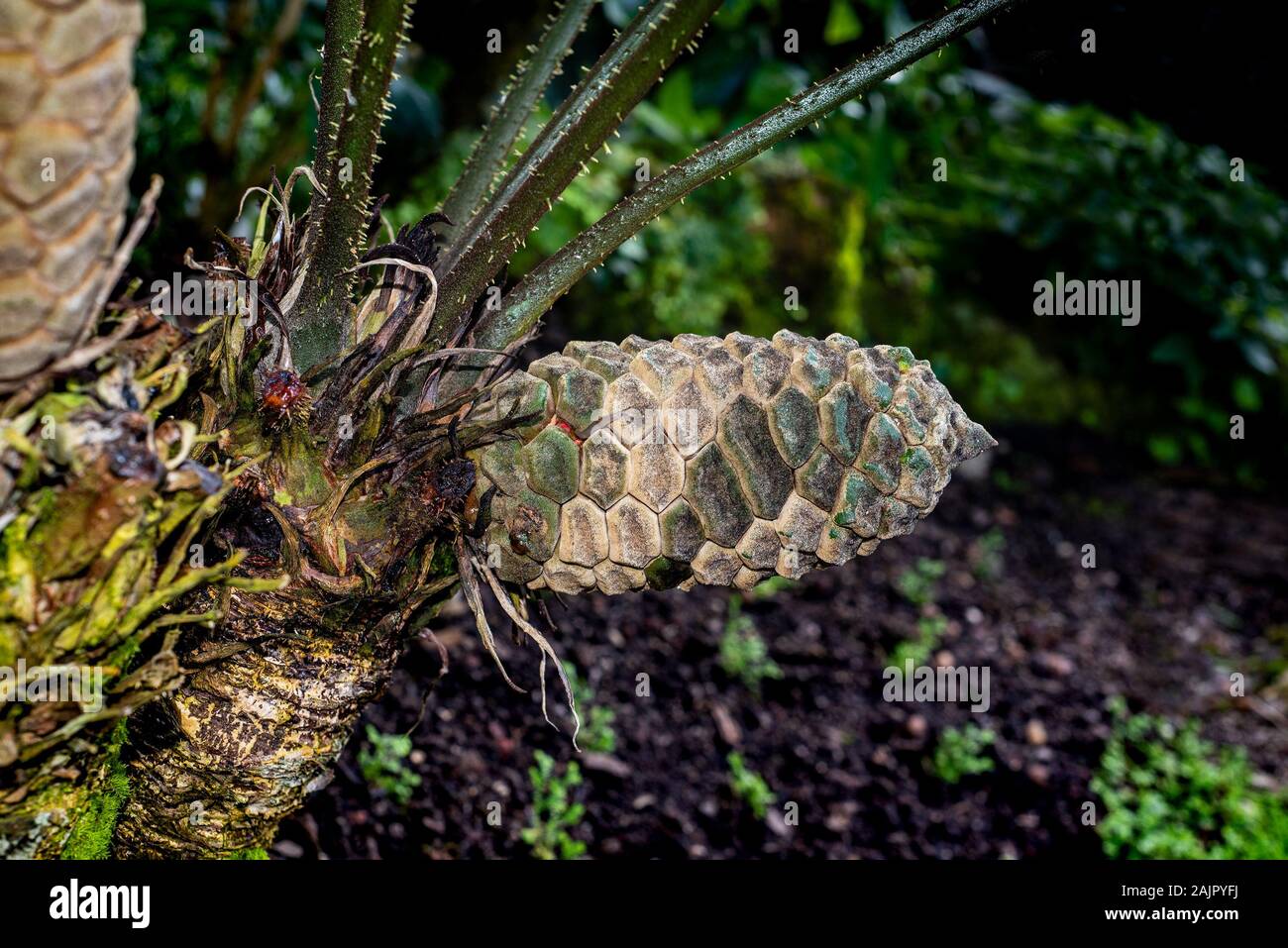 Zamiaceae Family High Resolution Stock Photography and Images - Alamy