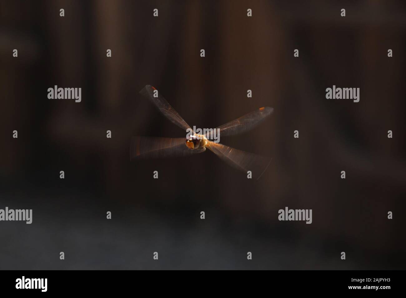 Flying insects hi-res stock photography and images - Alamy