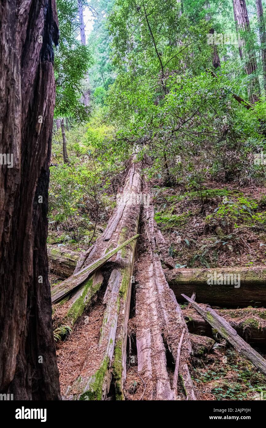 Fallen redwood tree hi-res stock photography and images - Alamy