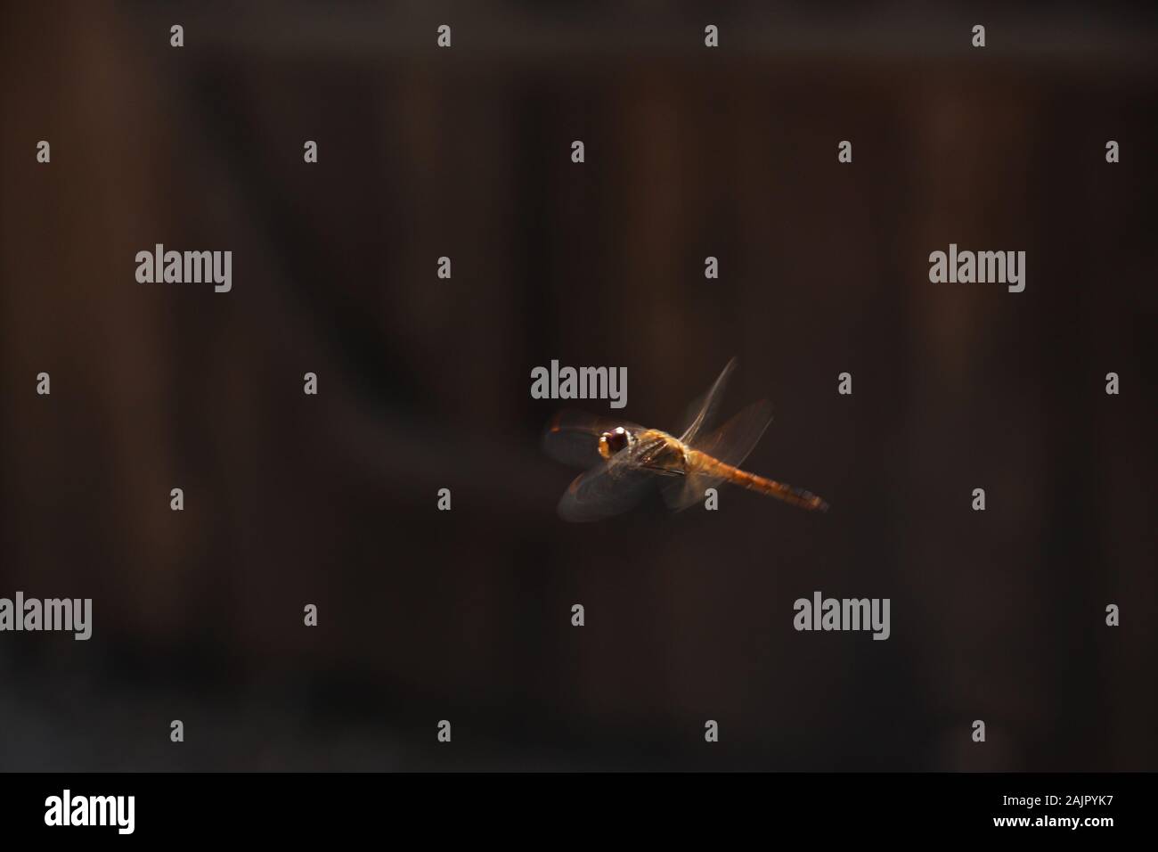 Flying insects hi-res stock photography and images - Alamy